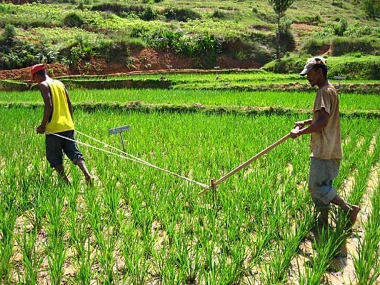 Madagascar : une concertation nationale sur l’agriculture