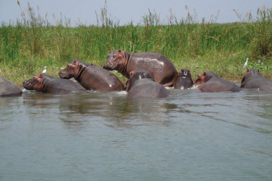 Burundi : Le parc national de la Rusizi, un patrimoine à sauvegarder